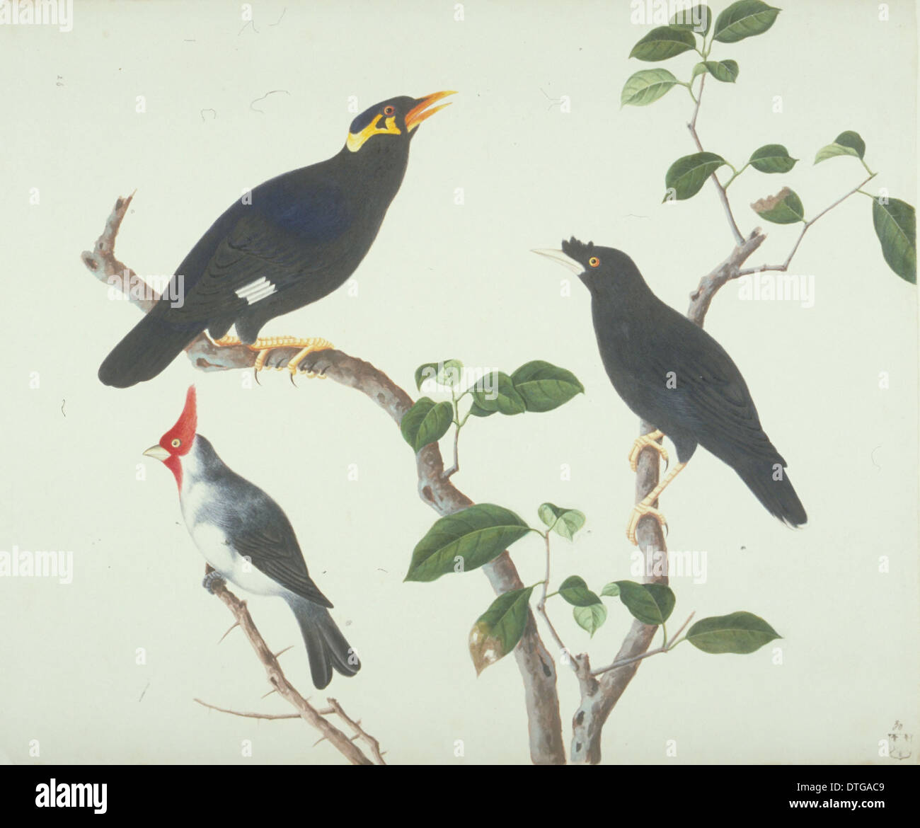 Gracula indica hi-res stock photography and images - Alamy