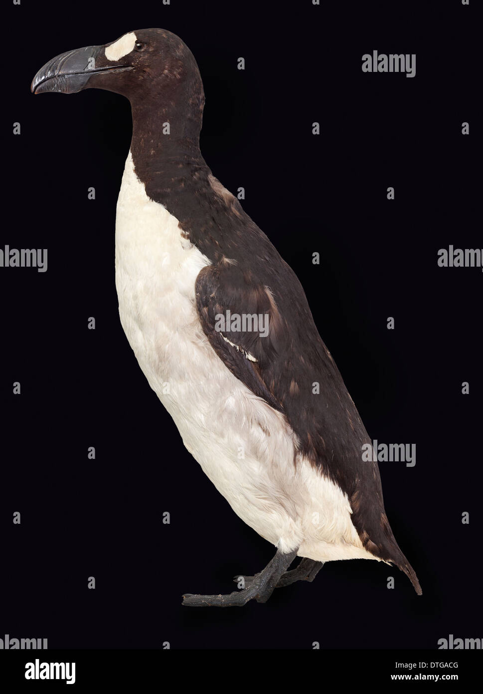 Extinct great auk hi-res stock photography and images - Alamy