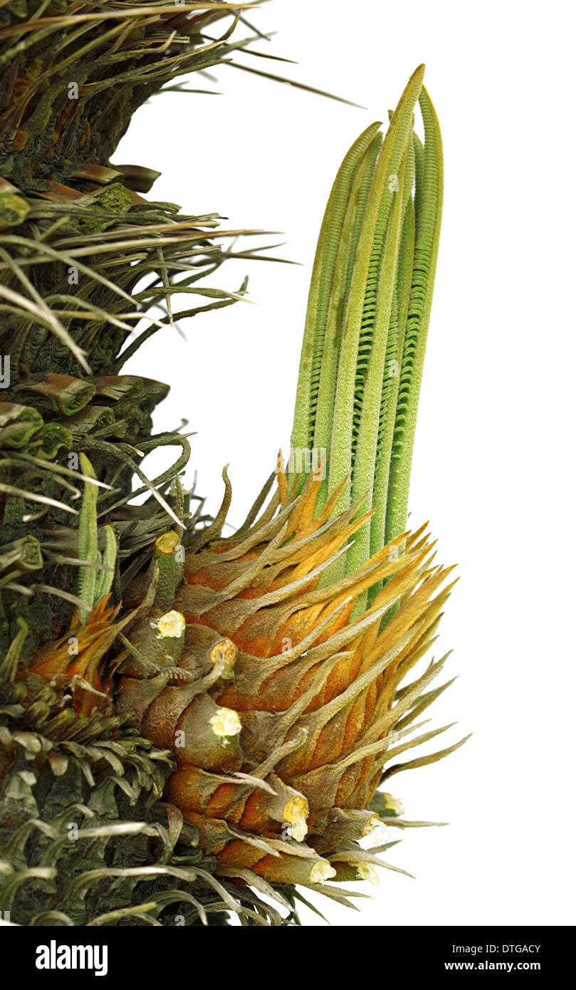 Bulb growing near the trunk of a cycas revoluta Stock Photo - Alamy