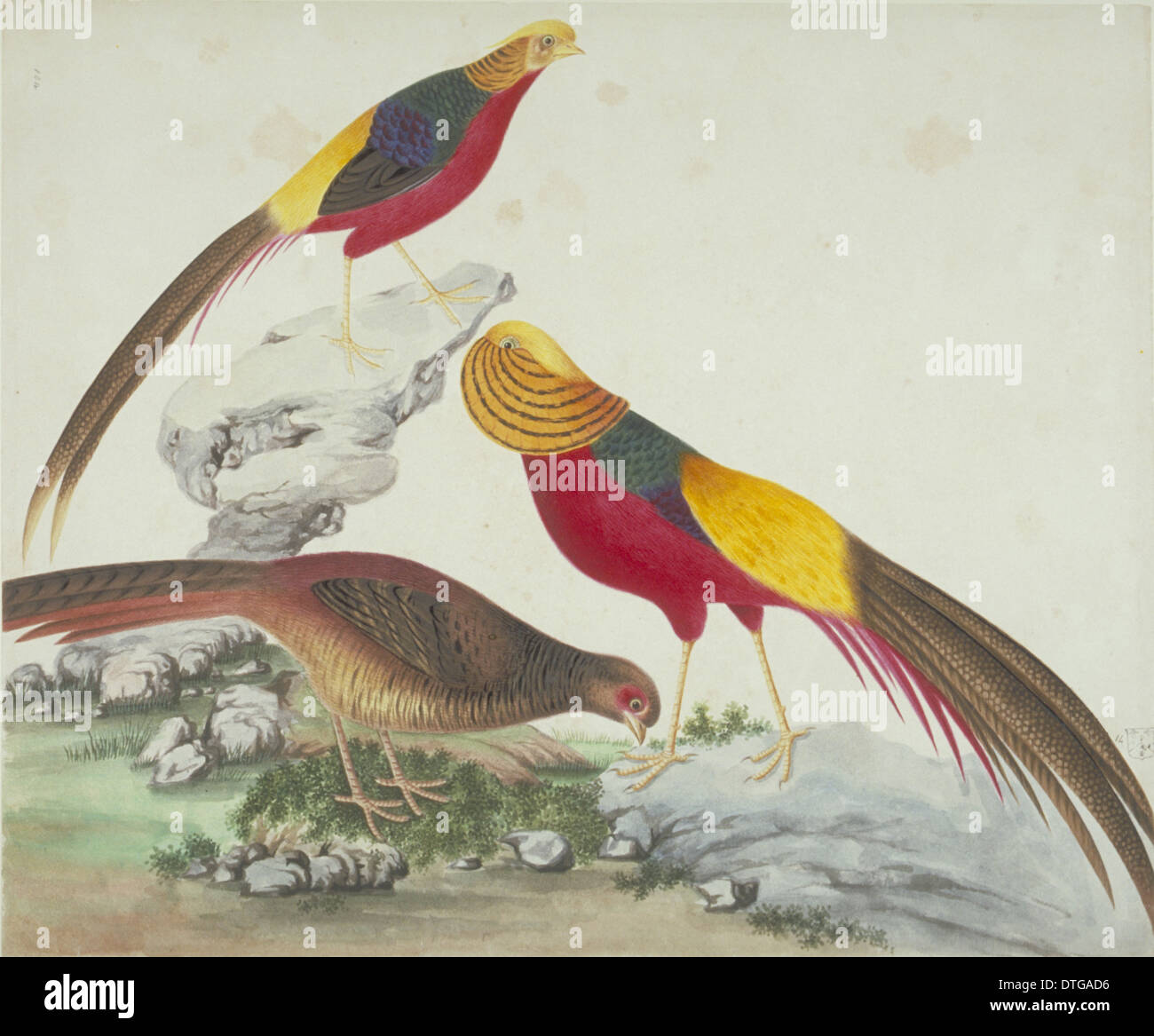 Chrysolophus pictus, golden pheasant Stock Photo - Alamy