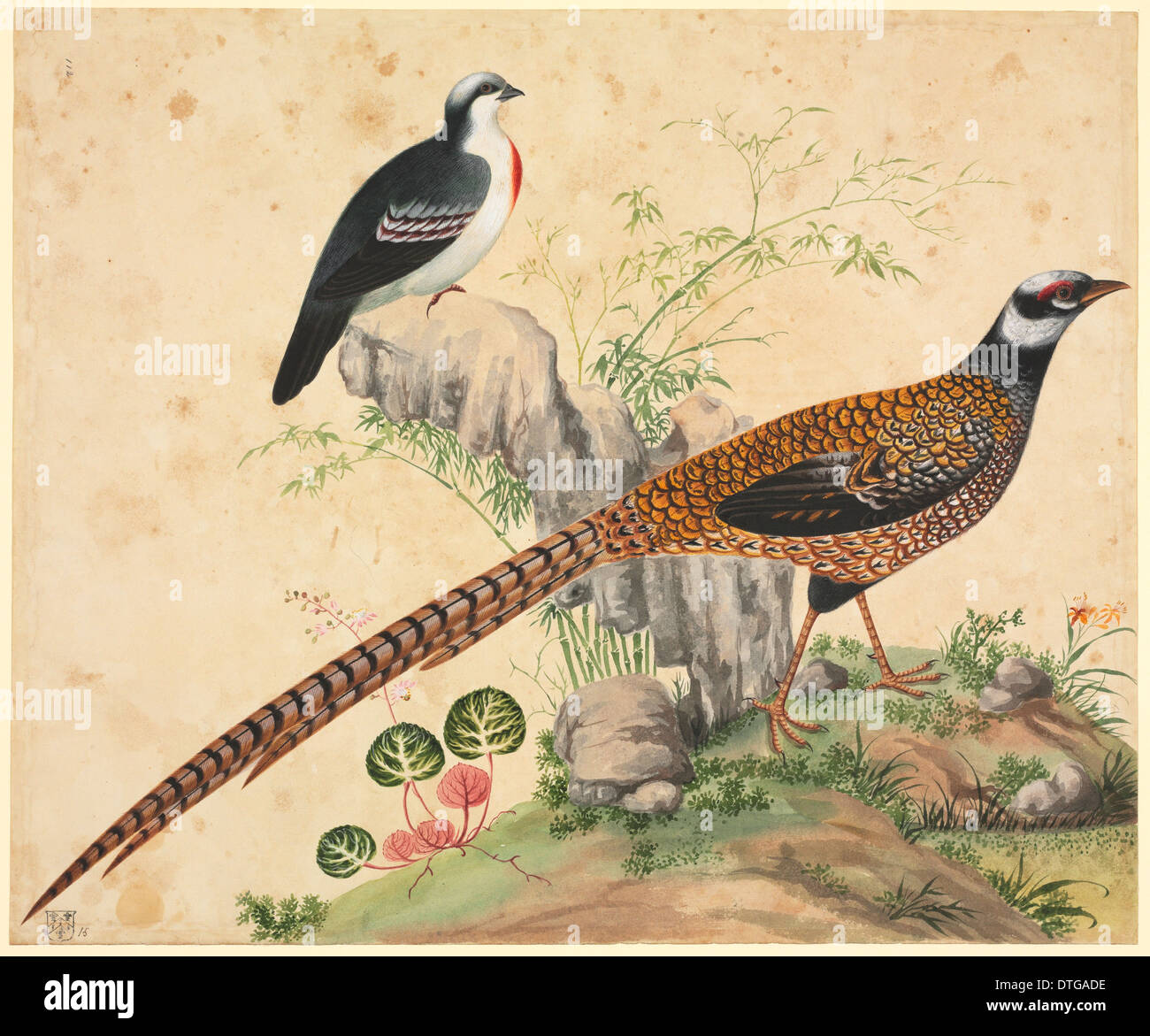 Gallicolumba luzonica, Luzon bleeding-heart and another unidentifed ...