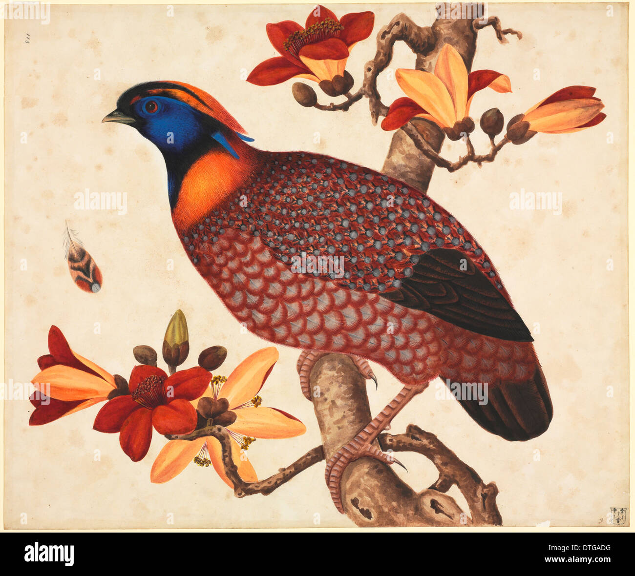 Temmincks tragopan tragopan temminckii hi-res stock photography and ...