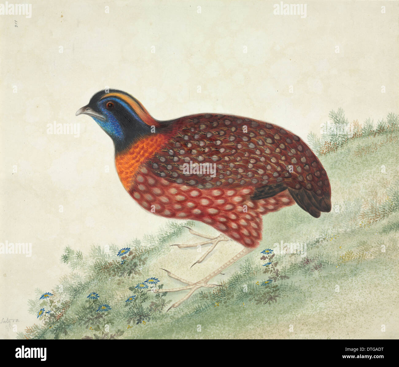 Temmincks tragopan tragopan temminckii hi-res stock photography and ...