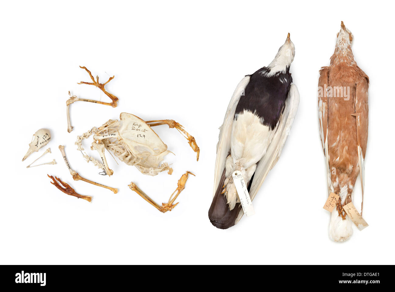 Charles Darwin's pigeons Stock Photo - Alamy