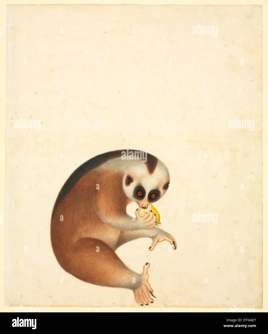 Nycticebus coucang, slow loris Stock Photo - Alamy