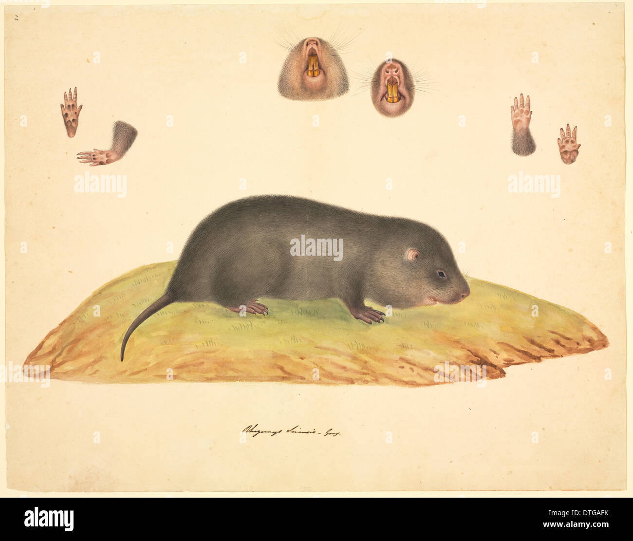 Insectivore teeth hi-res stock photography and images - Alamy