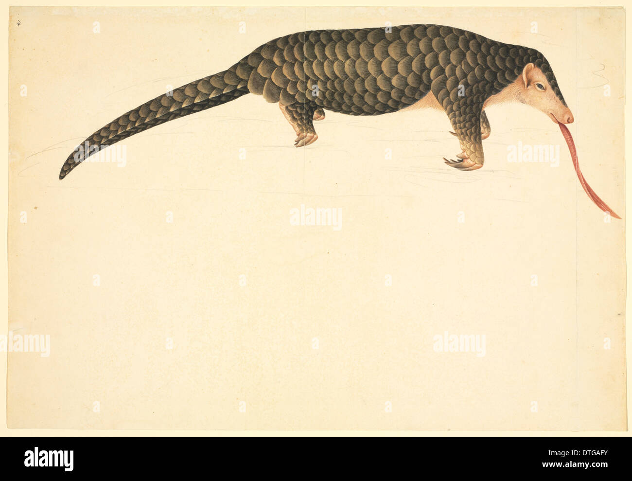 Manidae manis, pangolin Stock Photo - Alamy