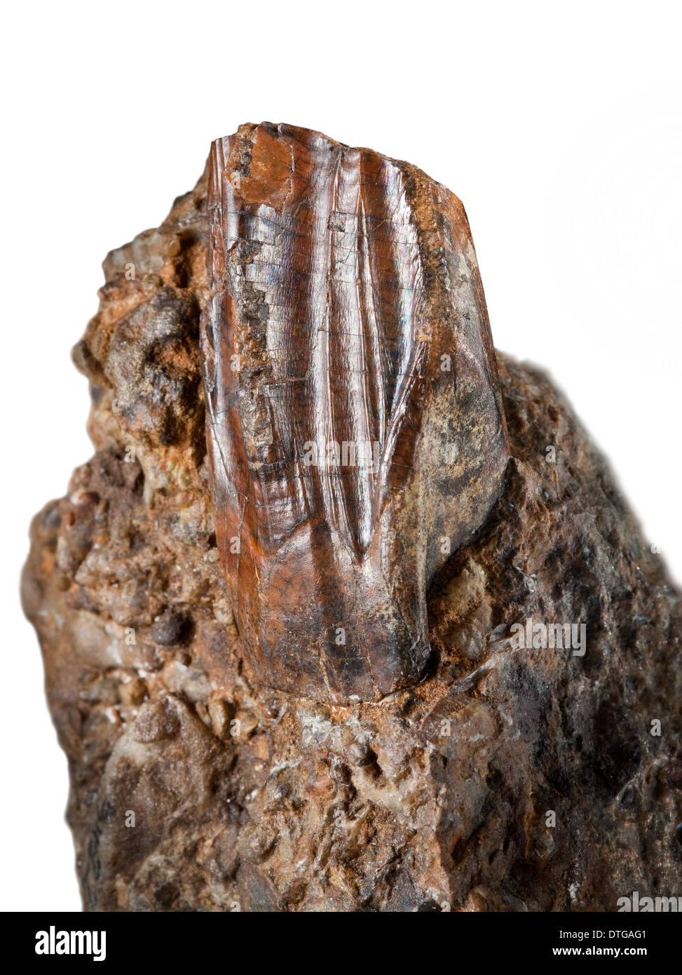 Iguanodon hi-res stock photography and images - Alamy