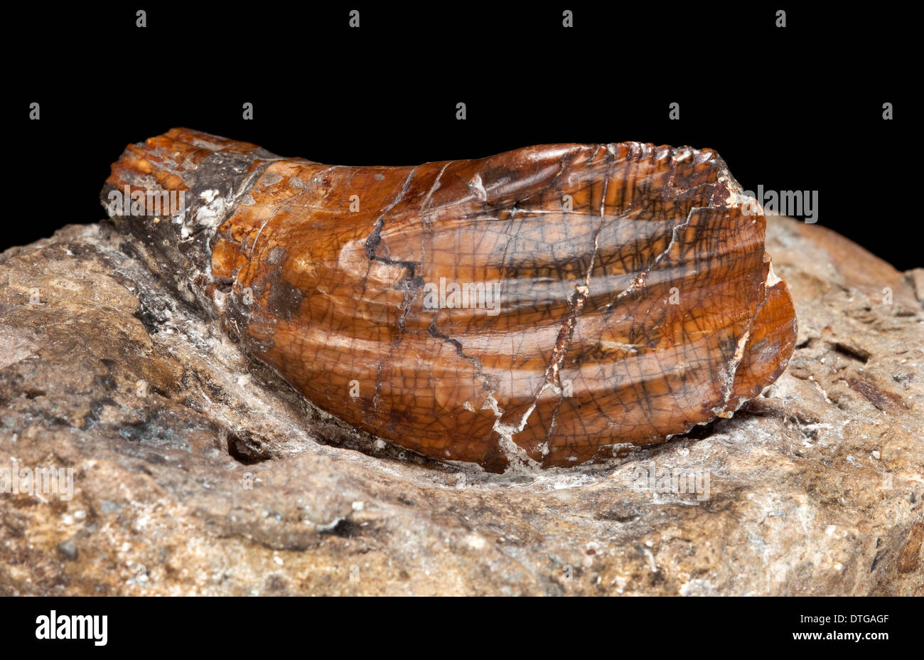 Anatomy of iguanodon hi-res stock photography and images - Alamy
