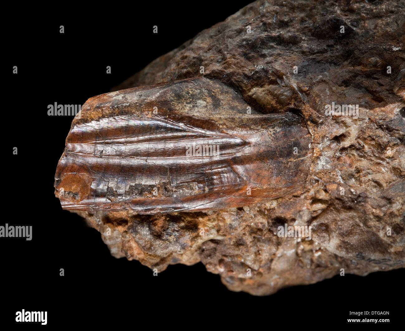 Hadrosauriformes hi-res stock photography and images - Alamy