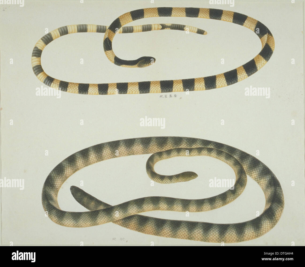 Bungarus fasciatus, banded krait (top Stock Photo - Alamy