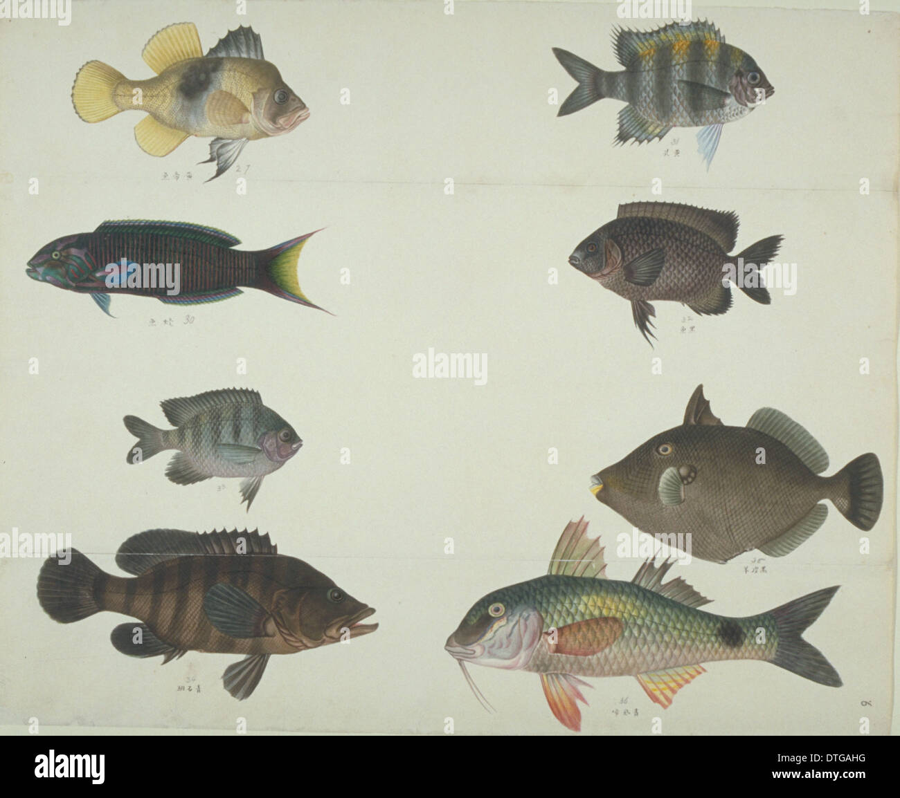 LS Plate 116 from the John Reeves Collection Stock Photo - Alamy