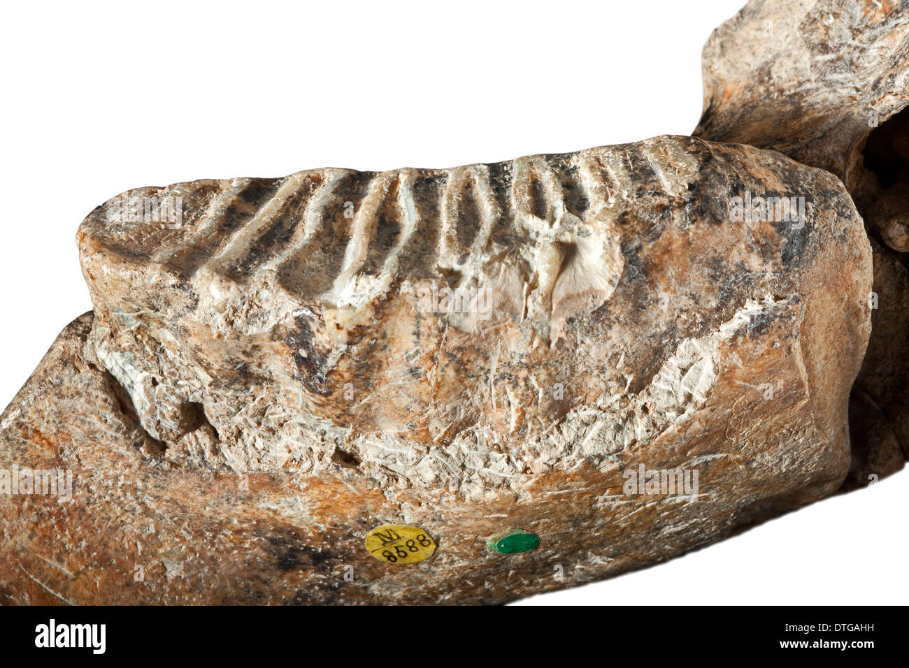 Dwarf elephant tooth Stock Photo - Alamy