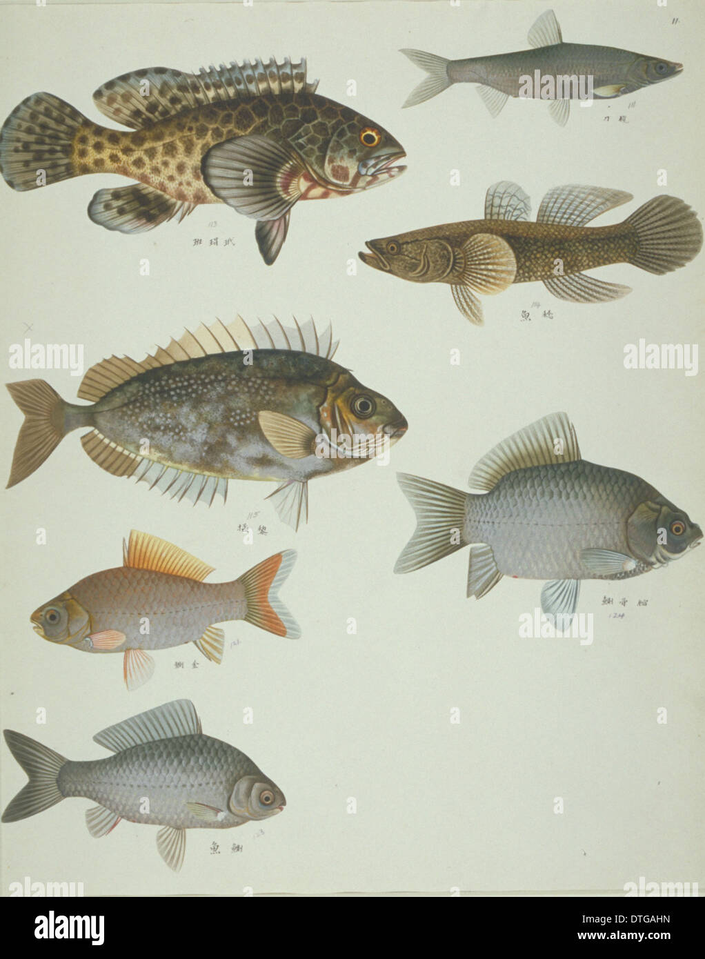 LS Plate 118 from the John Reeves Collection Stock Photo - Alamy