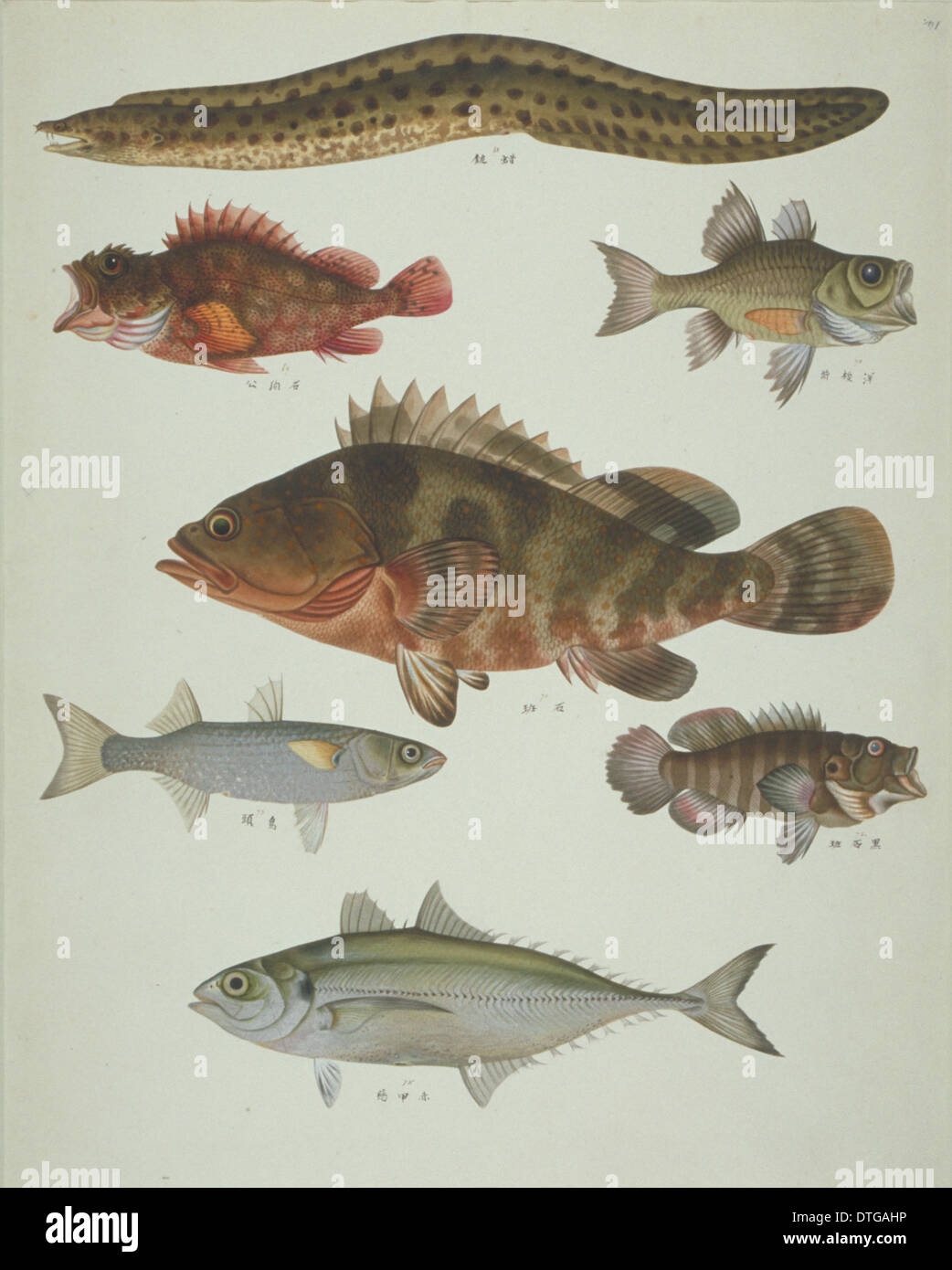 LS Plate 119 from the John Reeves Collection Stock Photo - Alamy