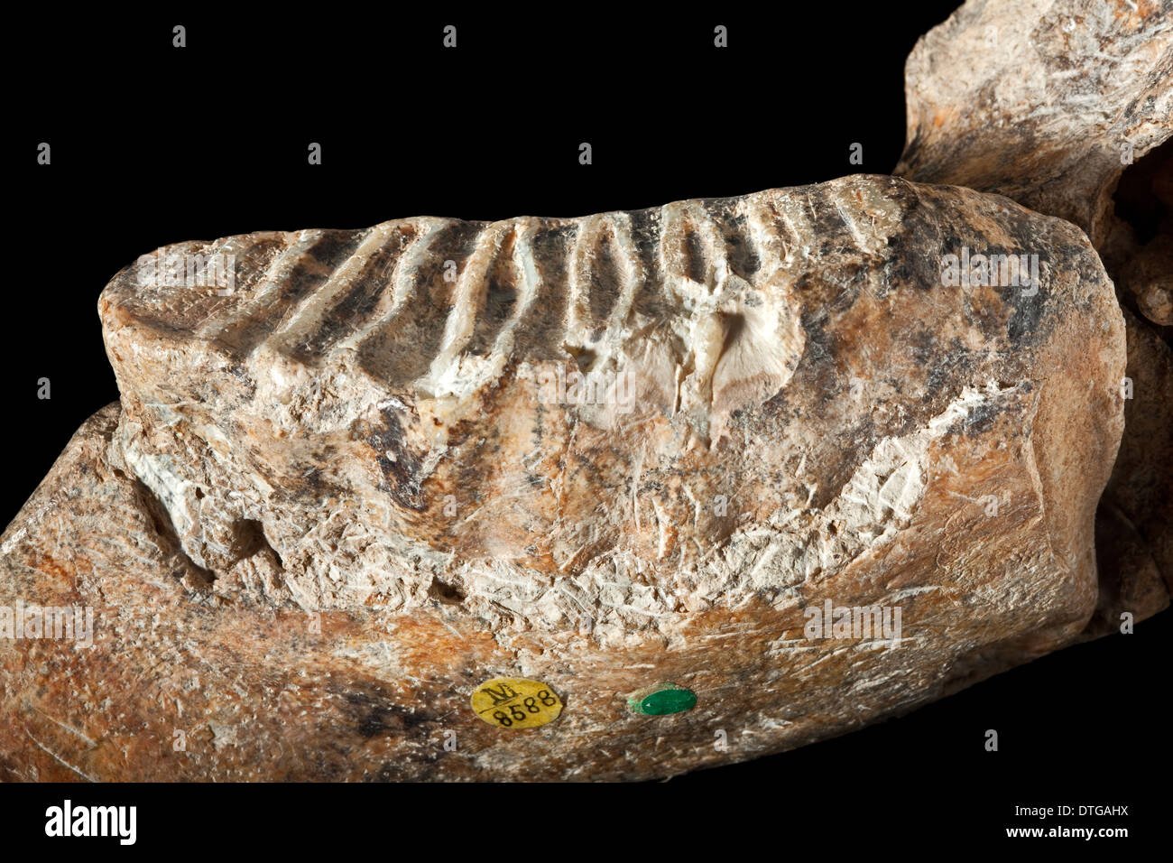 Dwarf elephant tooth Stock Photo - Alamy