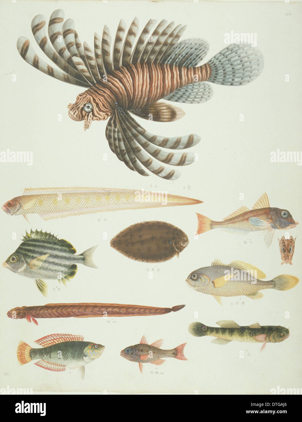 LS Plate 151 from the John Reeves Collection Stock Photo - Alamy