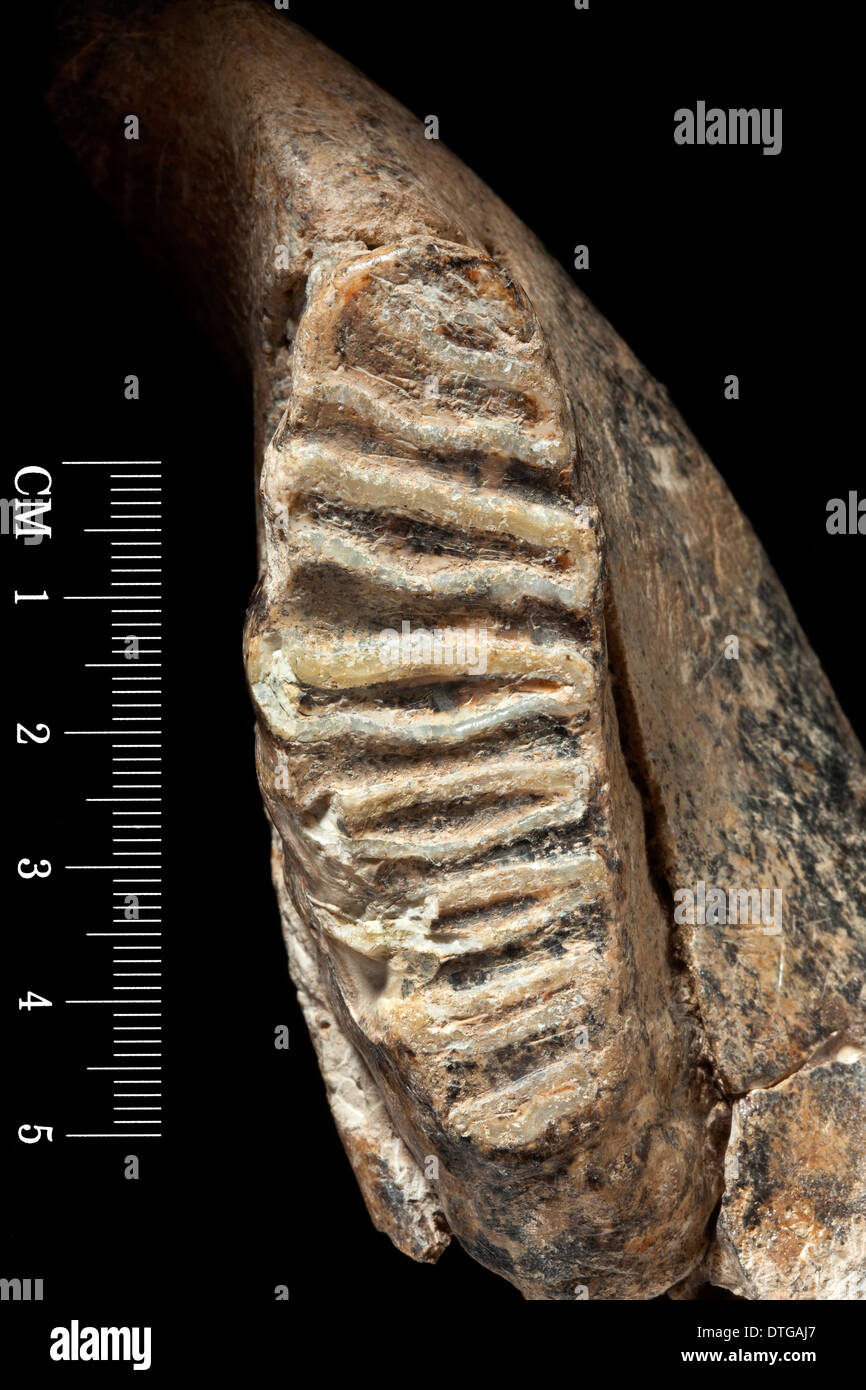 Teeth and jaw of elephant hi-res stock photography and images - Alamy