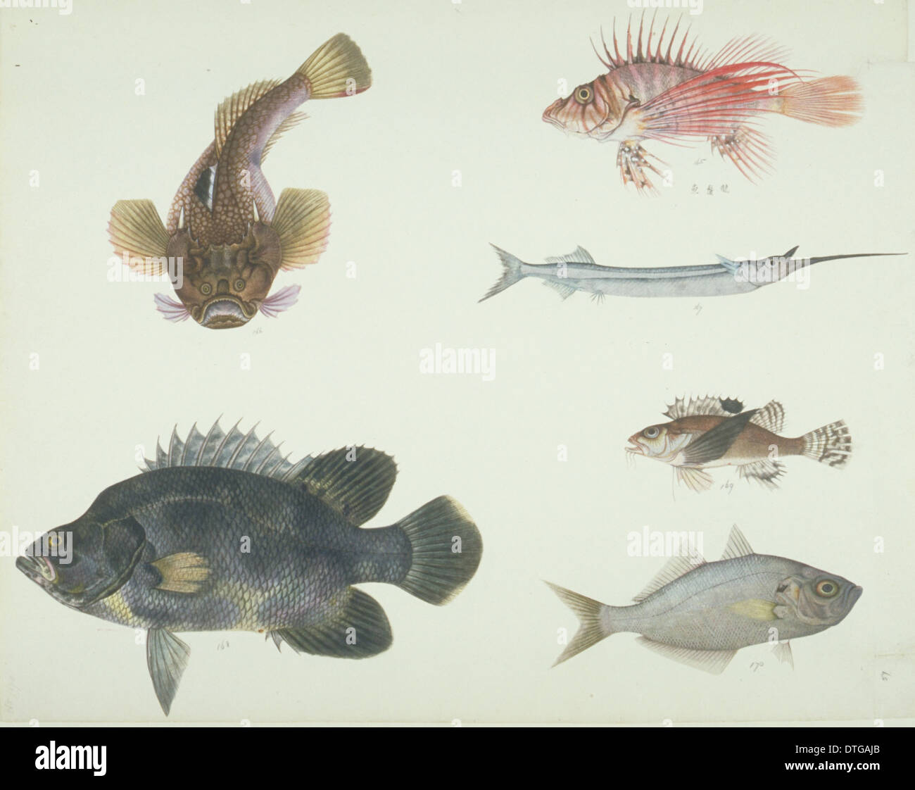 LS Plate 152 from the John Reeves Collection Stock Photo - Alamy