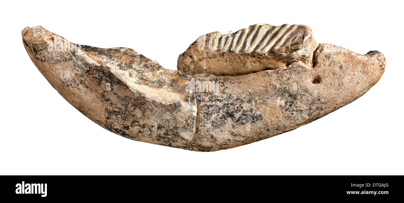 Mammal elephant Cut Out Stock Images & Pictures - Alamy