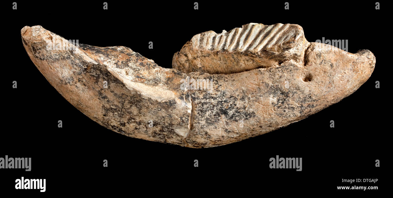 Jaw bone of an elephant hi-res stock photography and images - Alamy