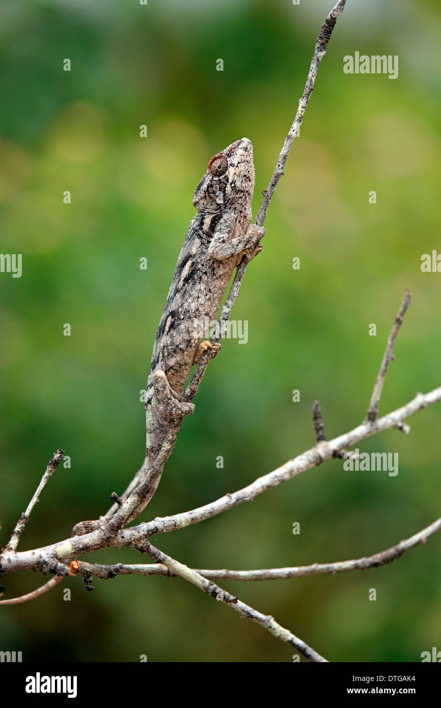 Warty chameleon hi-res stock photography and images - Alamy