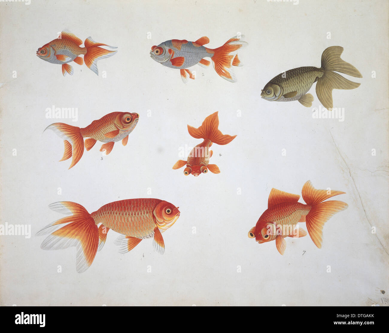 Carassius auratus, carassin Stock Photo - Alamy