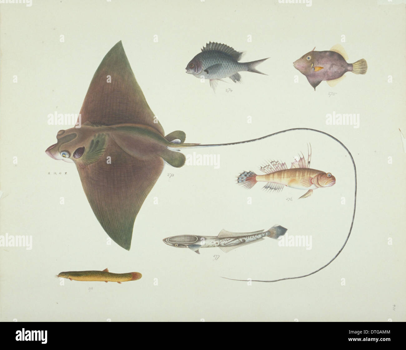 LS Plate 186 from the John Reeves Collection Stock Photo - Alamy