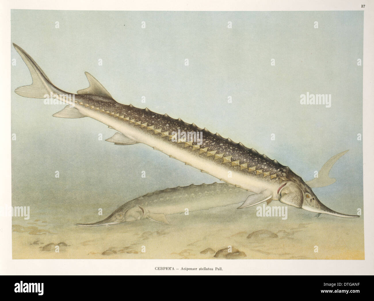Starry sturgeon hi-res stock photography and images - Alamy
