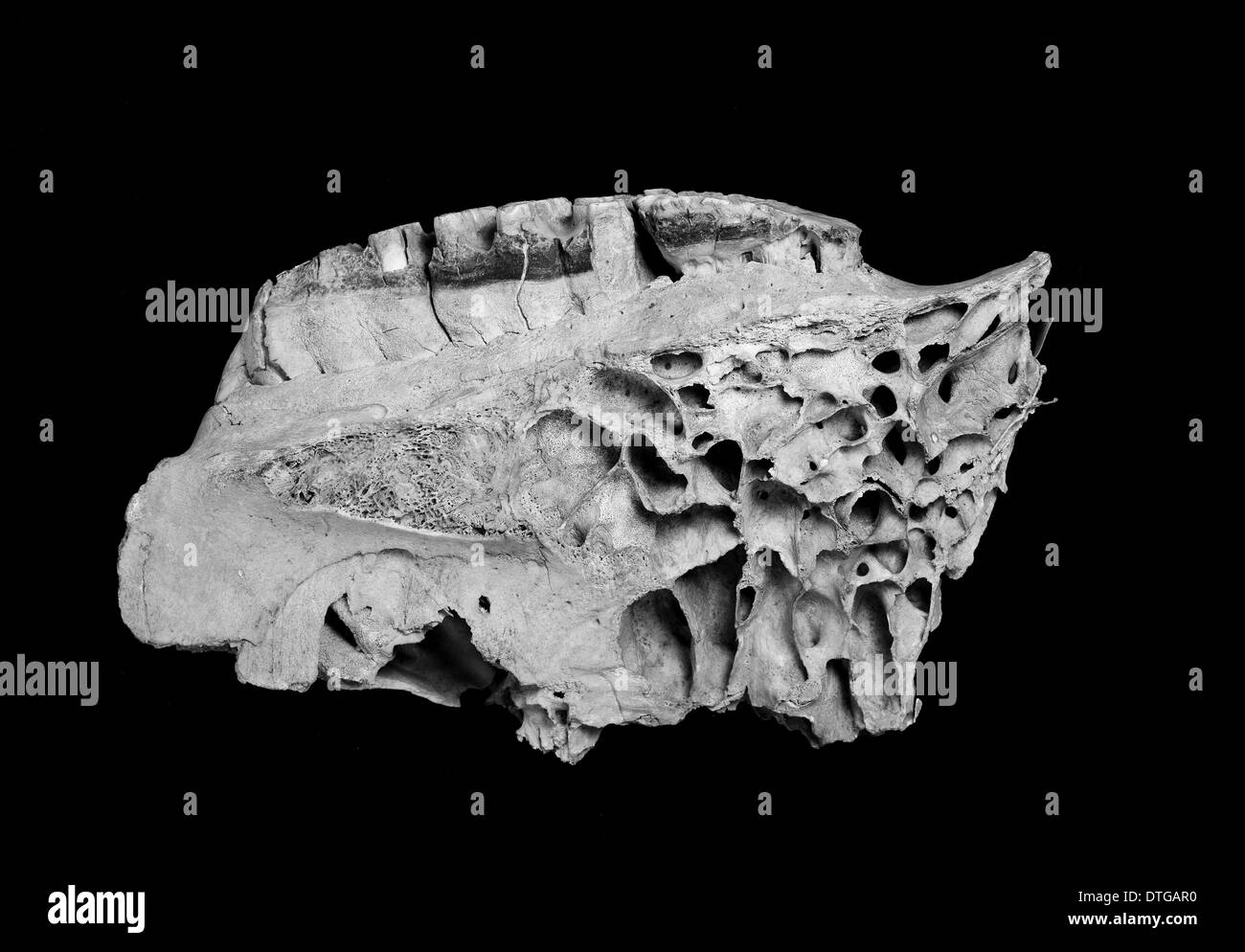 Elephant molar tooth hi-res stock photography and images - Alamy