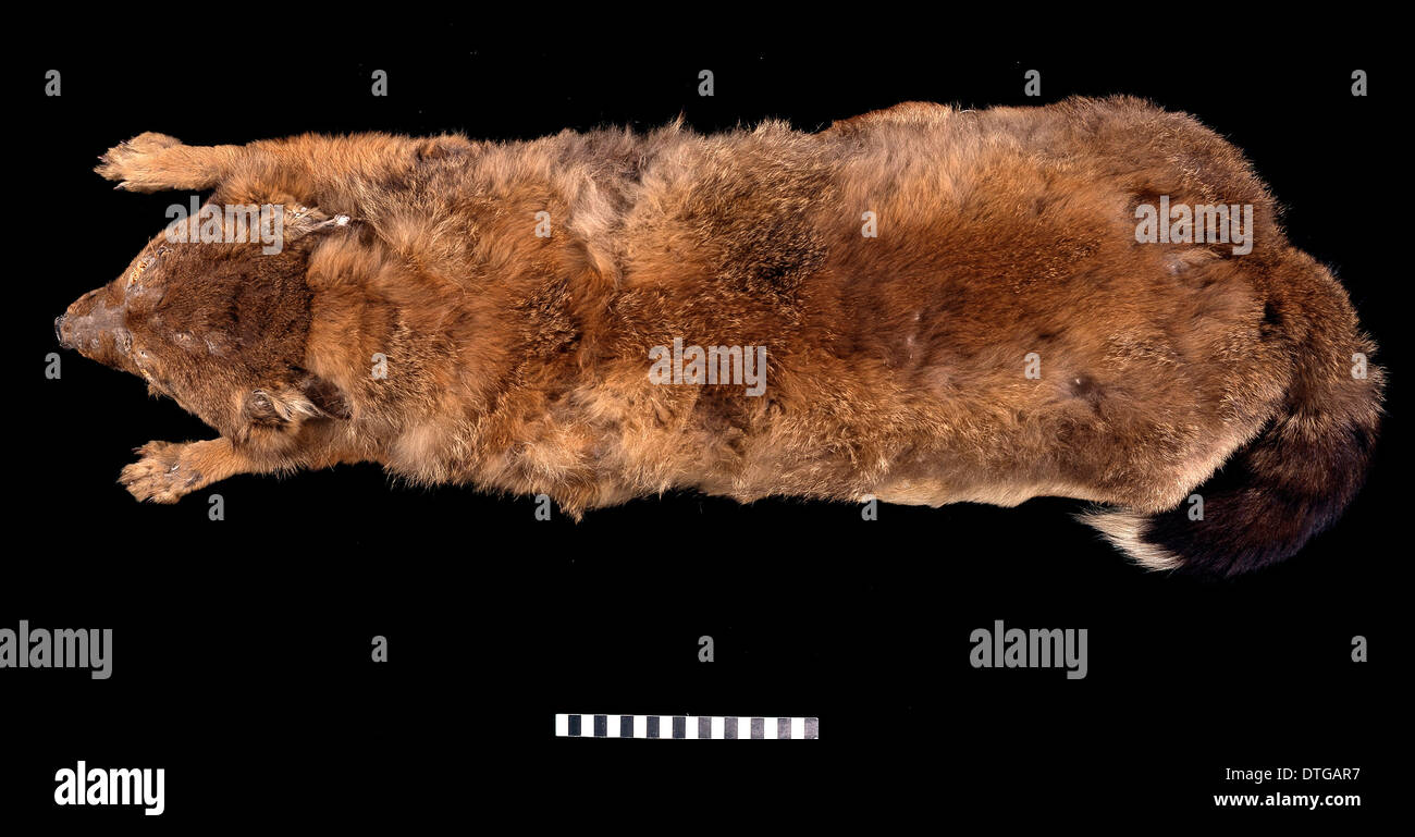 Dusicyon antarcticus, Falkland fox Stock Photo - Alamy