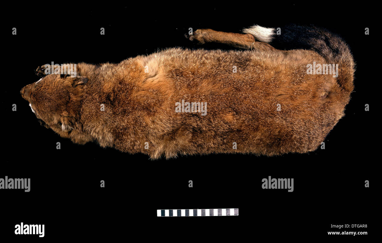 Falkland Islands Wolf Stock Photos & Falkland Islands Wolf Stock Images ...