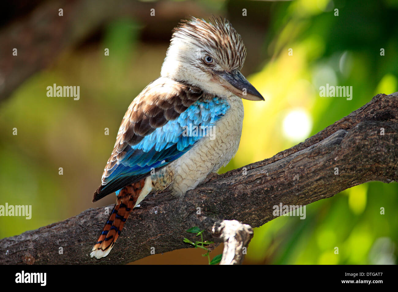 Australian Animals Kookaburra