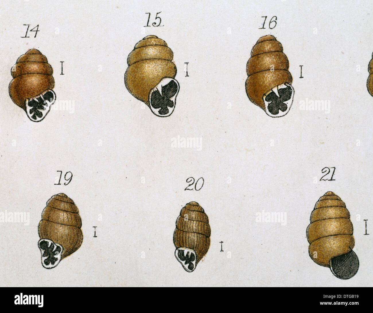 Vertigo sp. marsh whorl snails Stock Photo - Alamy