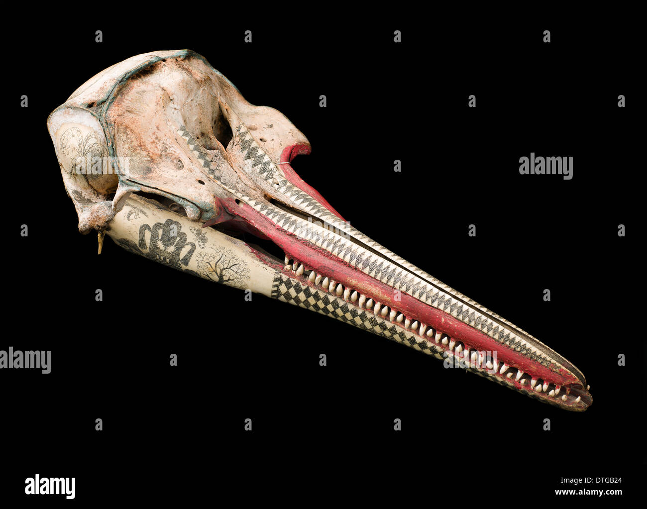 Rough-toothed dolphin skull with ink scrimshaw decoration Stock Photo ...