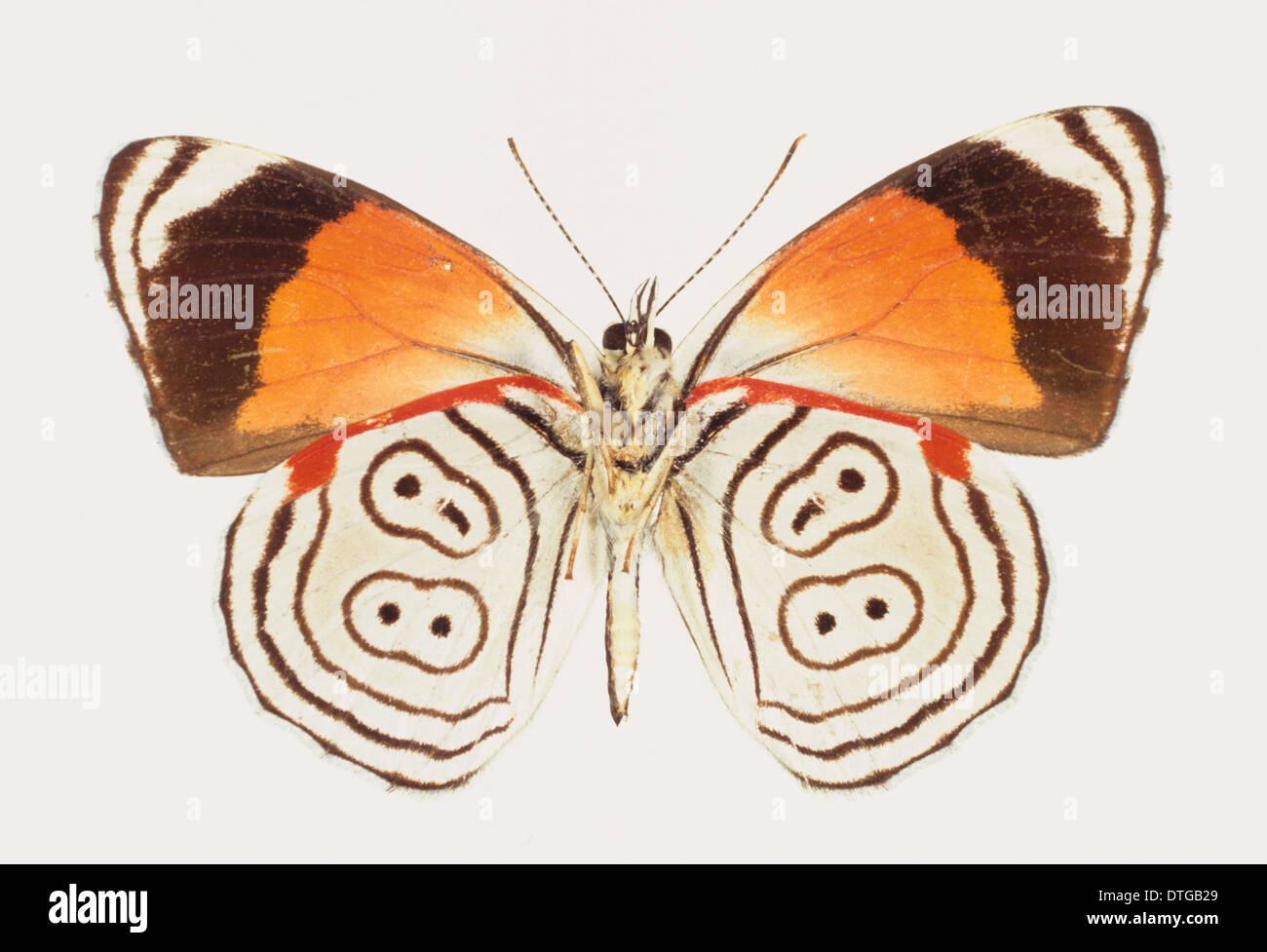 Eighty eight butterfly hi-res stock photography and images - Alamy