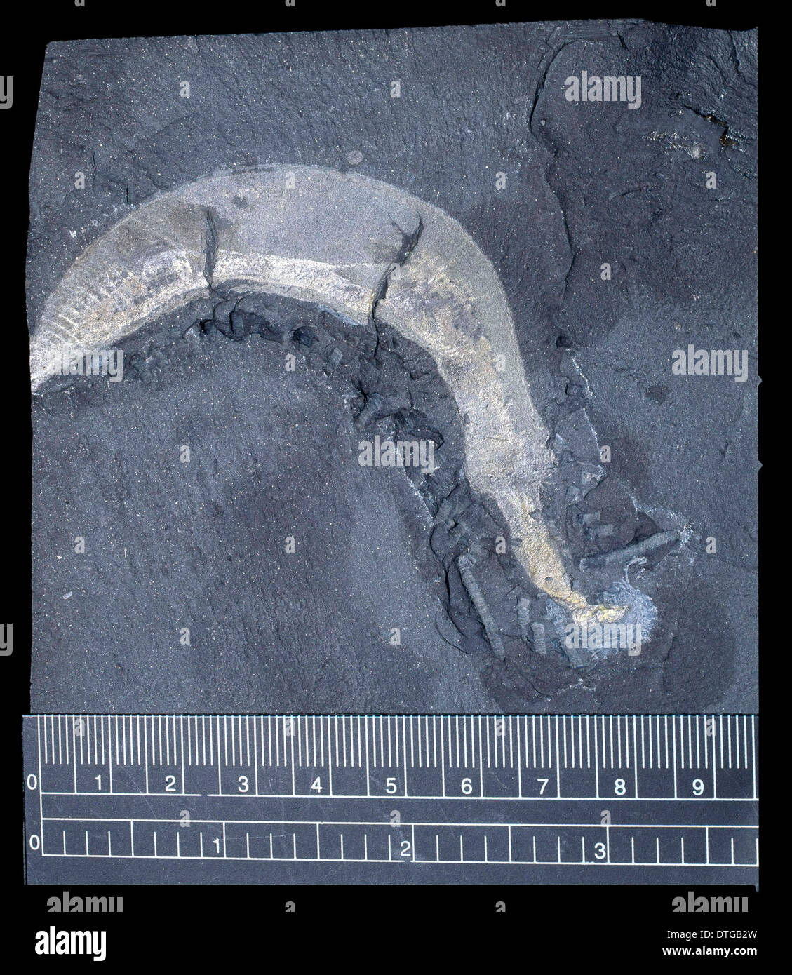 Ottoia prolifica, priapulid worm Stock Photo - Alamy