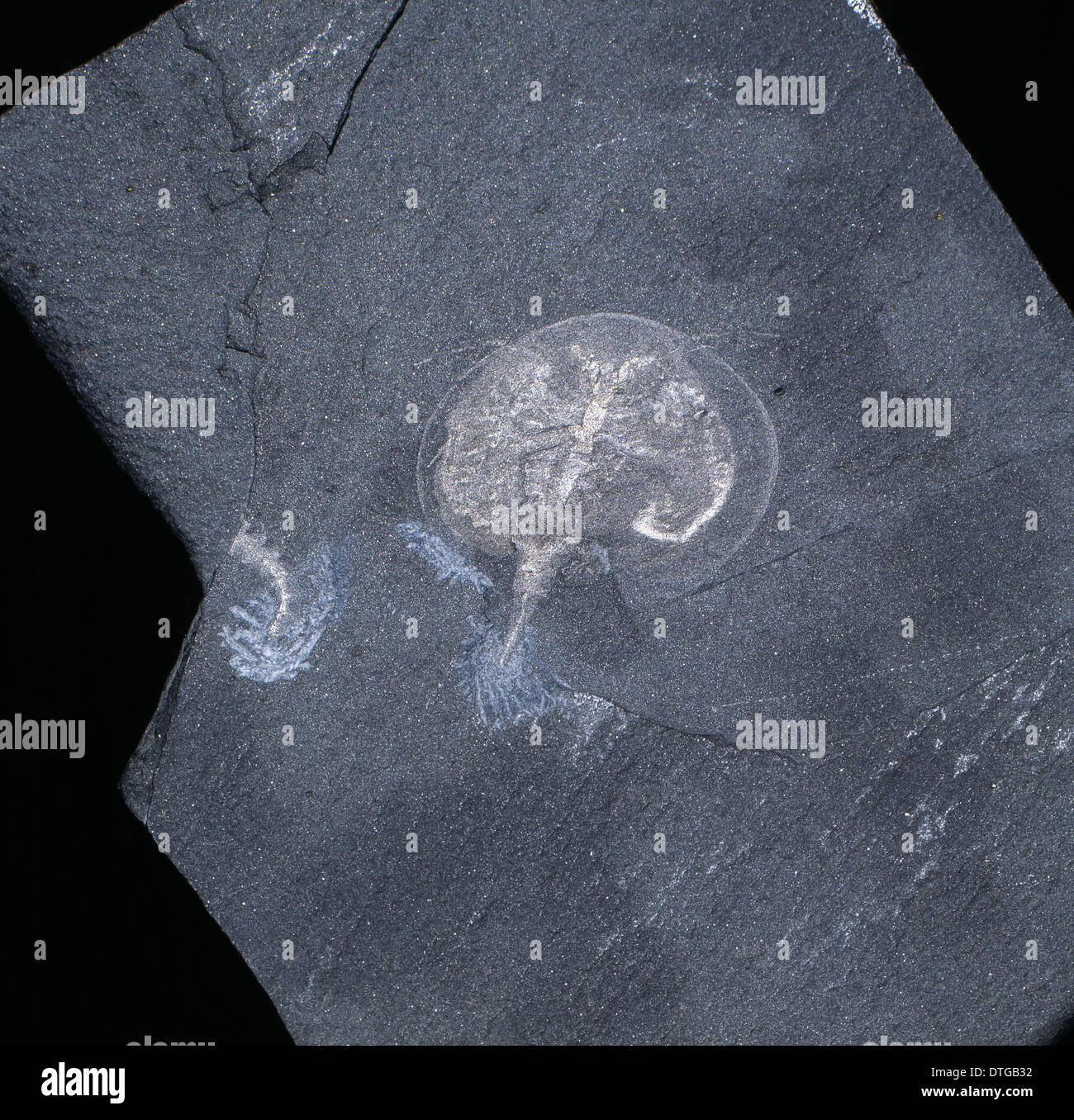 Burgess shale arthropod hi-res stock photography and images - Alamy