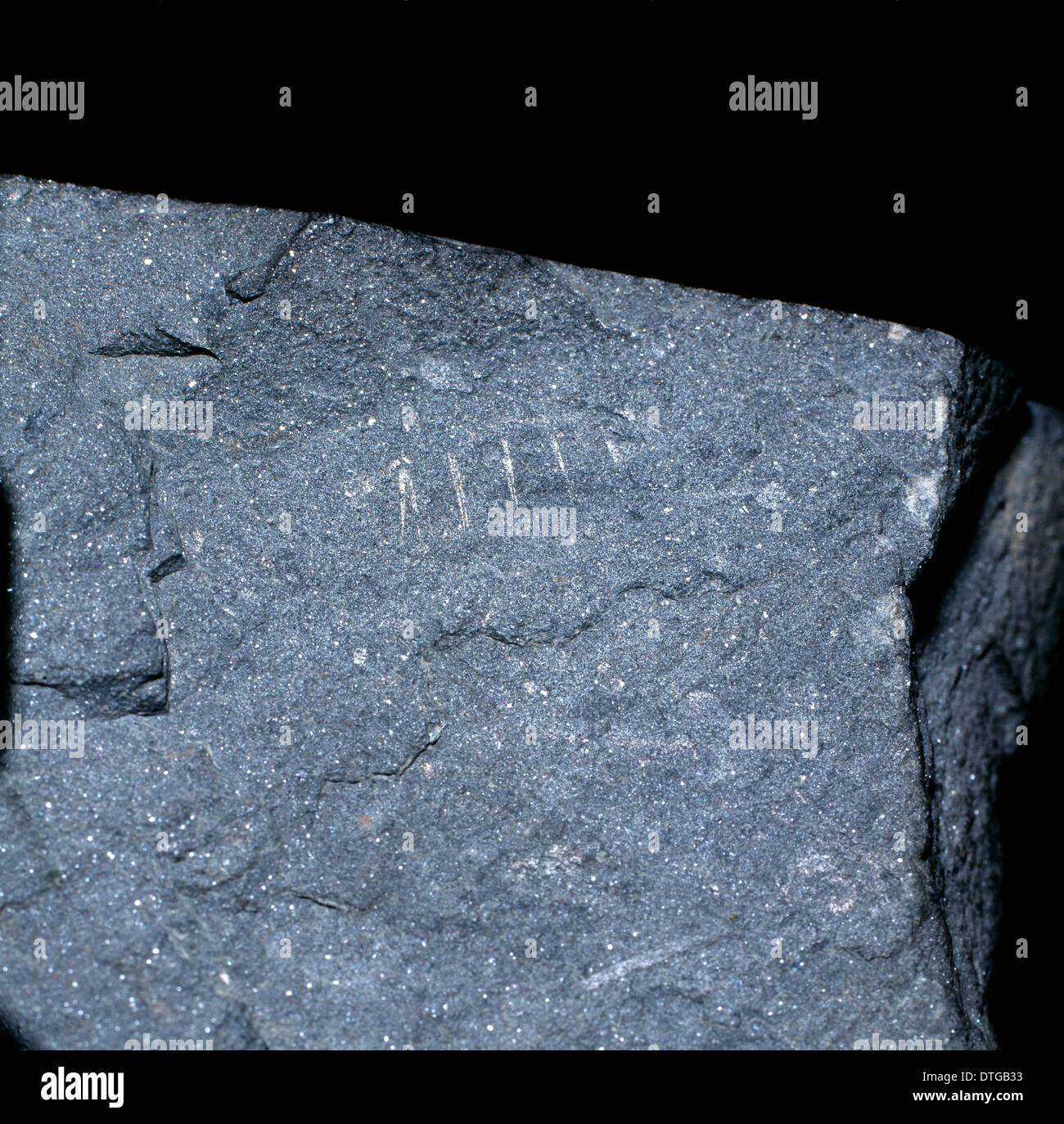 Xenusia hi-res stock photography and images - Alamy