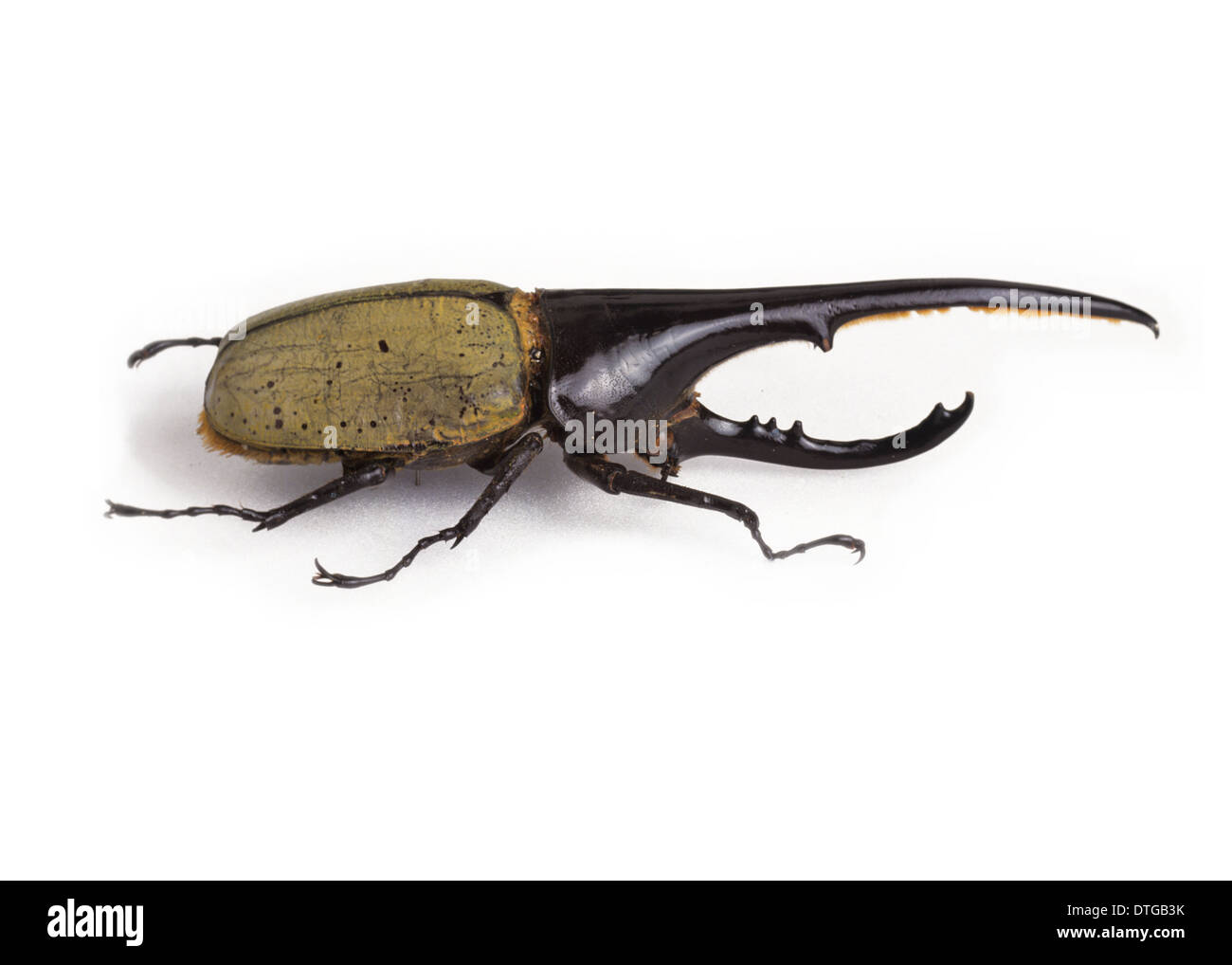 Dynastes hercules, hercules beetle Stock Photo - Alamy