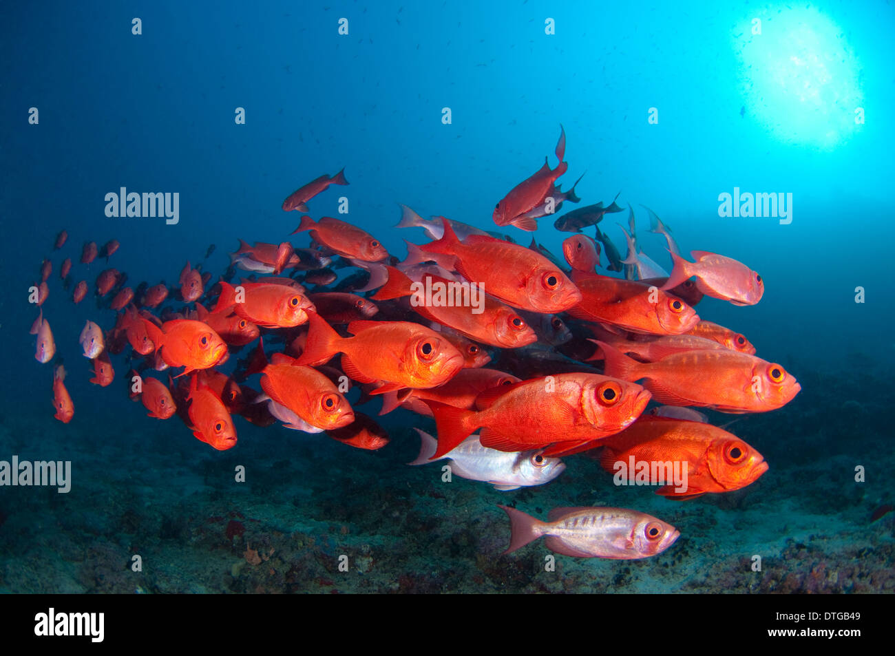 Red big eye fish hi-res stock photography and images - Alamy