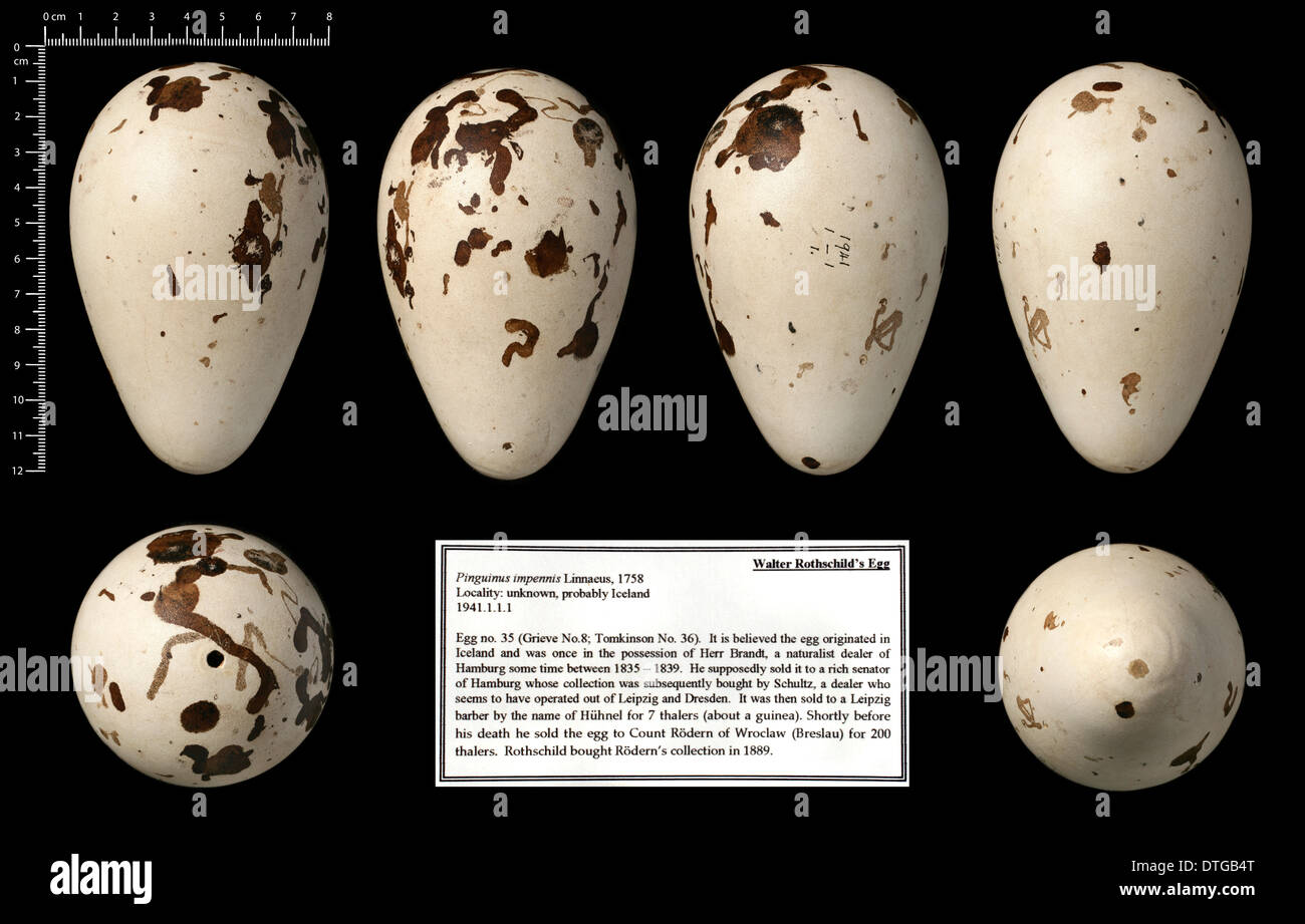 Walter Rothschild's great auk (Pinguinus impennis) egg Stock Photo - Alamy