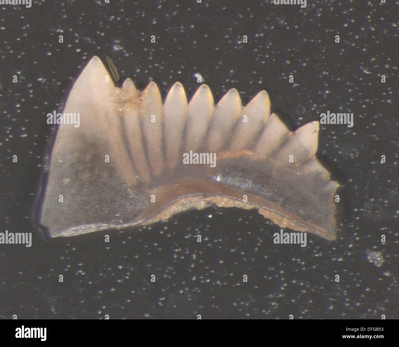 Conodonta hi-res stock photography and images - Alamy