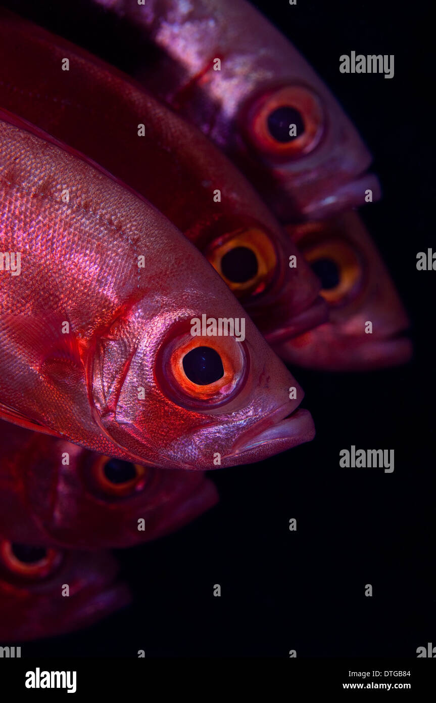 School of Crescent-tail Bigeye, Priacanthus hamrur, portrait, The ...