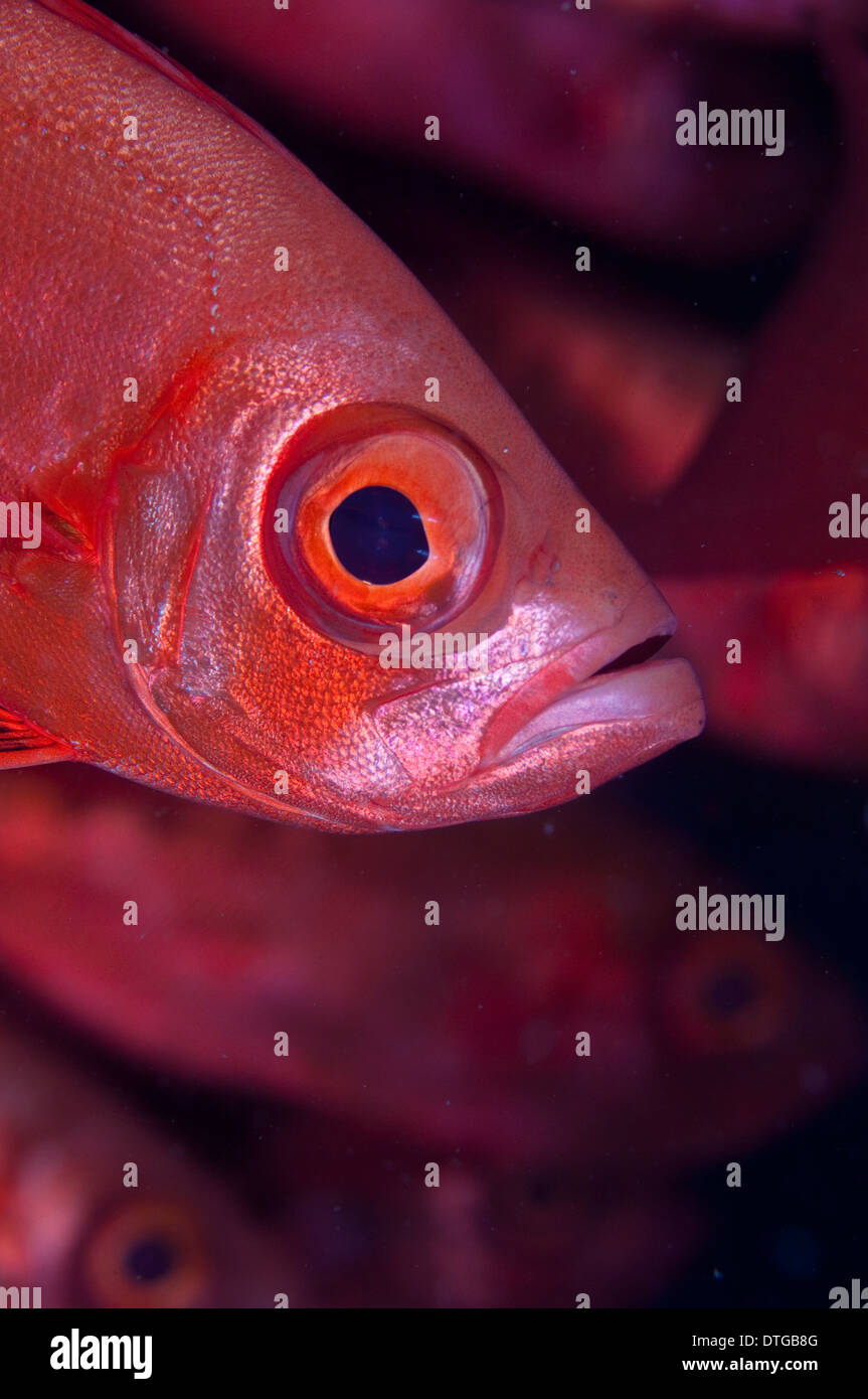 School of Crescent-tail Bigeye, Priacanthus hamrur, portrait, The ...