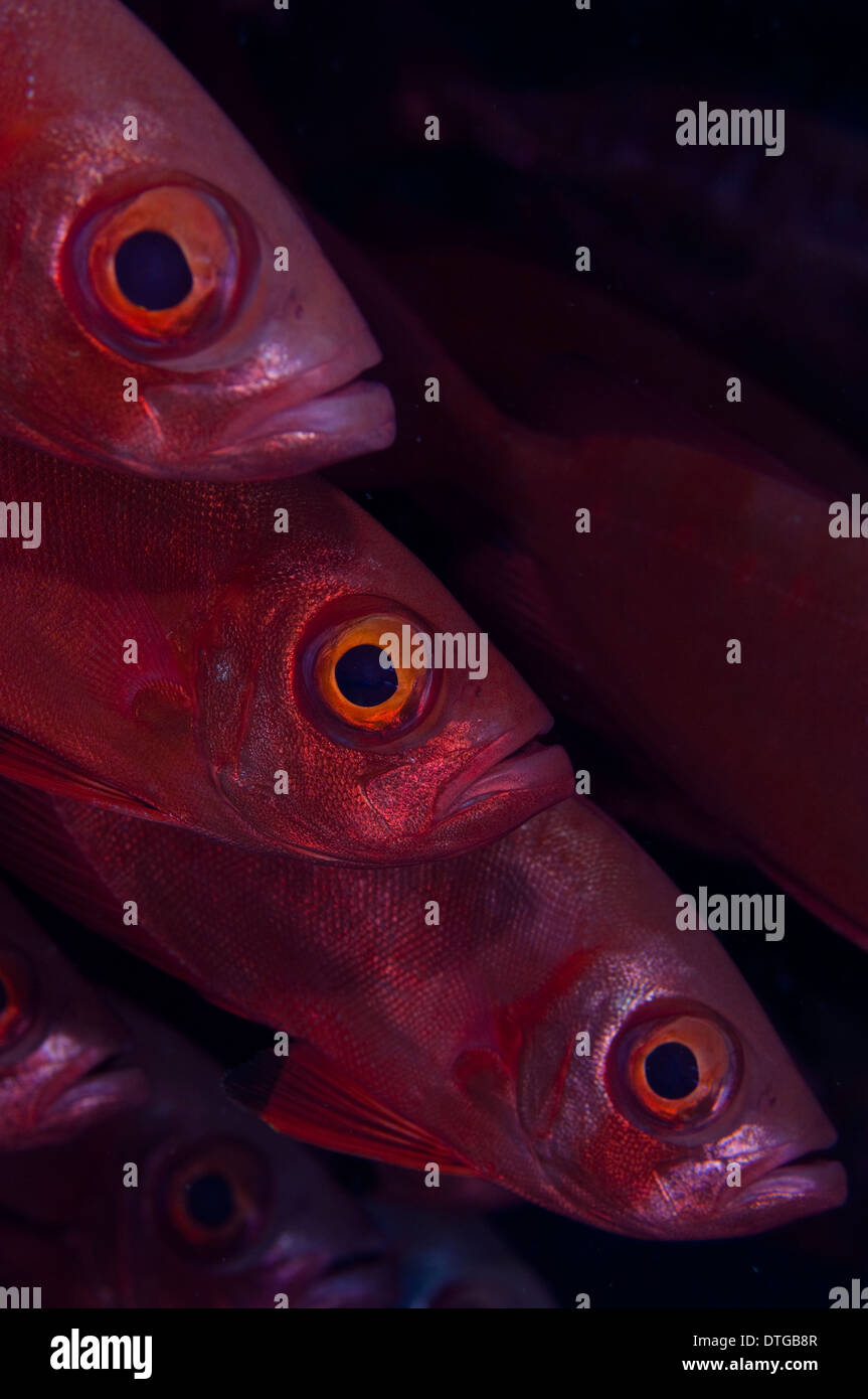 Red big eye fish hi-res stock photography and images - Alamy