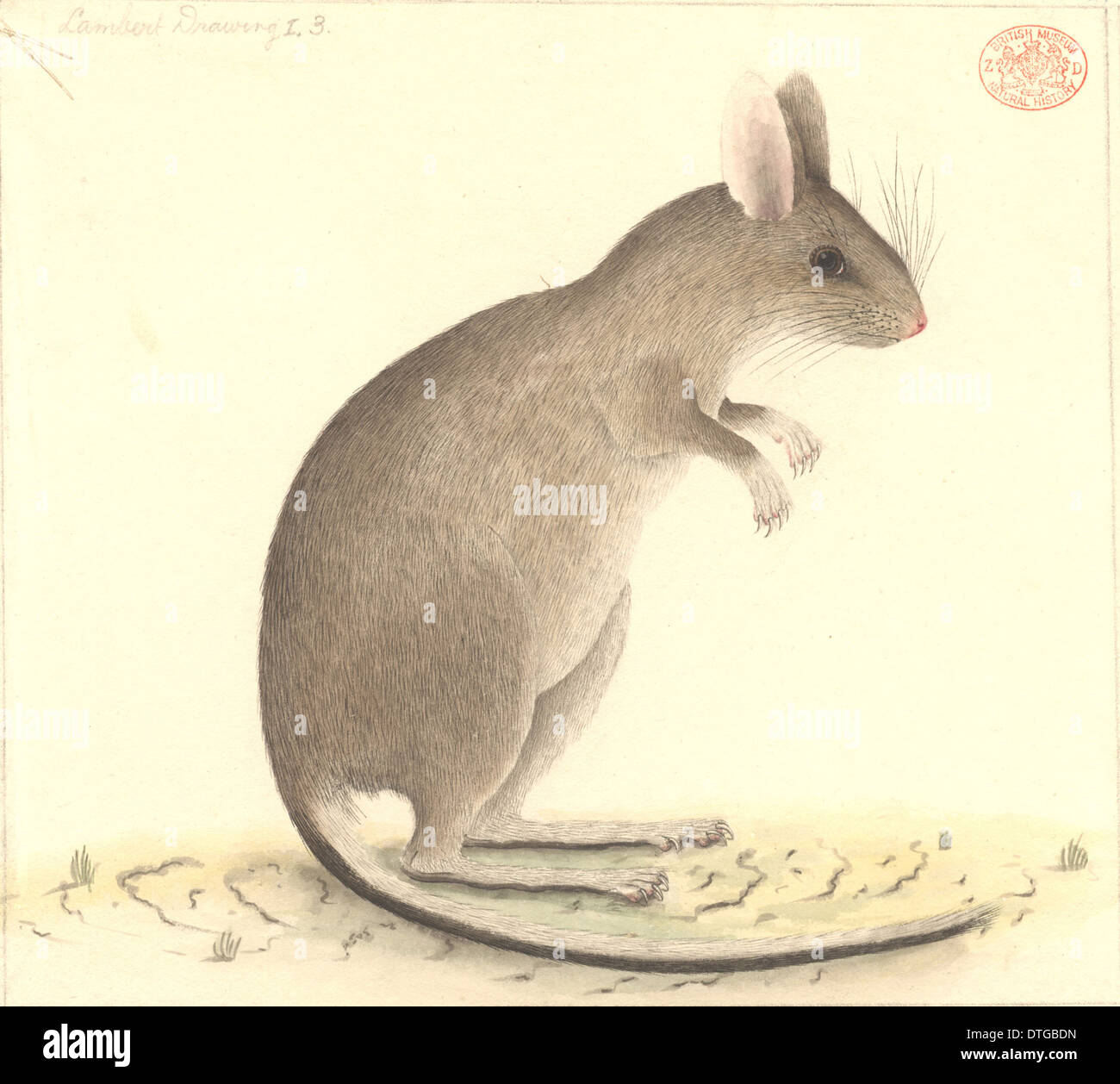 Conilurus albipes, white-footed tree-rat Stock Photo - Alamy