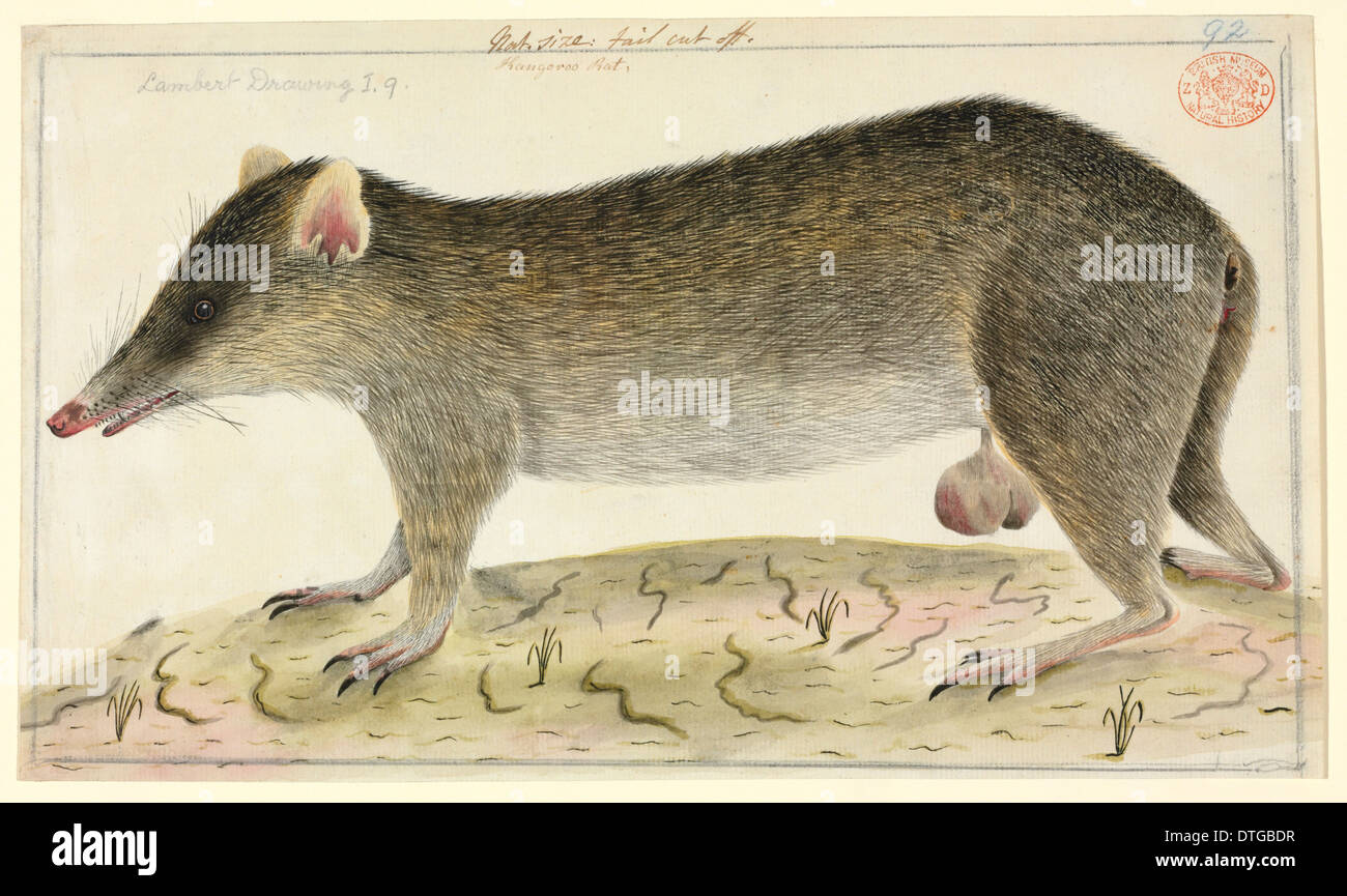 Perameles nasuta, long-nosed bandicoot Stock Photo - Alamy