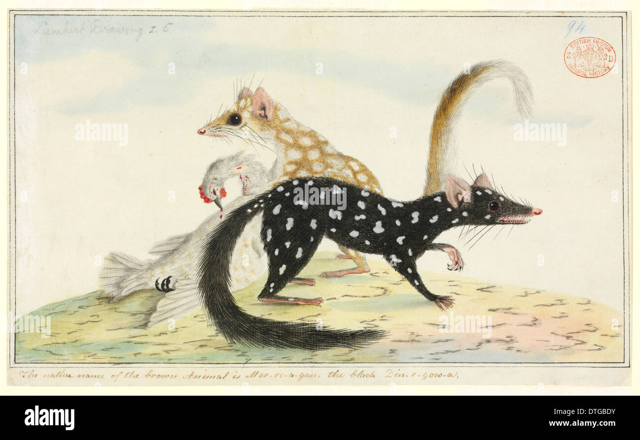 Dasyuromorphia hi-res stock photography and images - Alamy