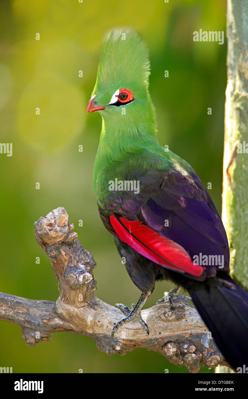 Knysna Turaco, South Africa / (Tauraco corythaix) / Knysna Lourie Stock ...